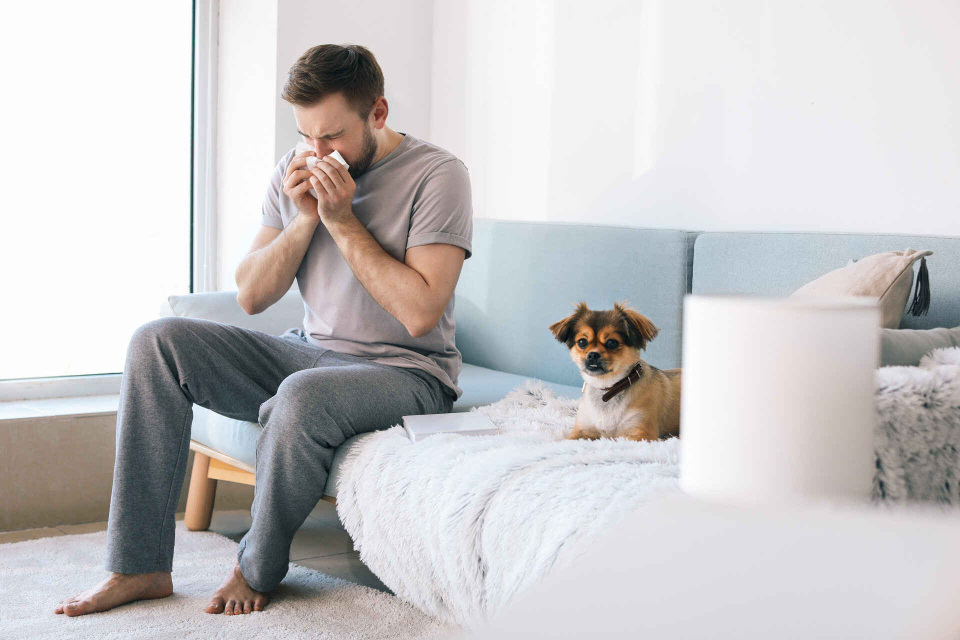 What Can I Do for My Pet Dander Allergy?