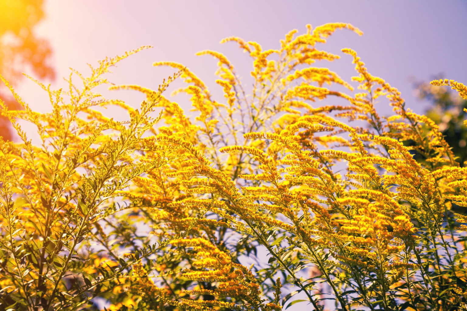 Home | Langford Allergy | Serving Middle Georgia